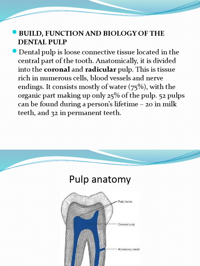 Morphology II - Lecture 4, Built, Function, Biology of Dental Pulp ... Morphology II - Lecture 4, Built, Function, Biology of Dental Pulp ...