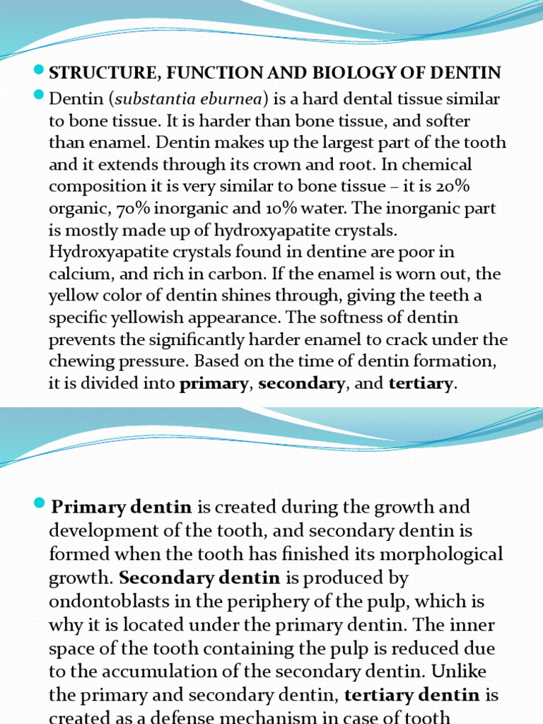 Morphology II - Lecture 3, Function, Structure, Biology of Dentin | PDF ...
