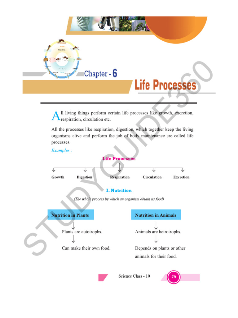 Class 10 Science Notes Chapter 6 Studyguide360 | PDF | Digestion | Biology