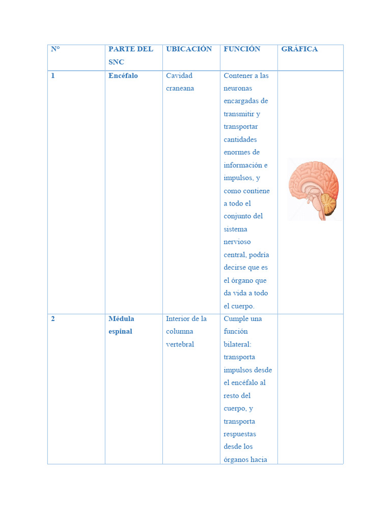 Tabla SNC | PDF | Cerebro | Sistema nervioso central