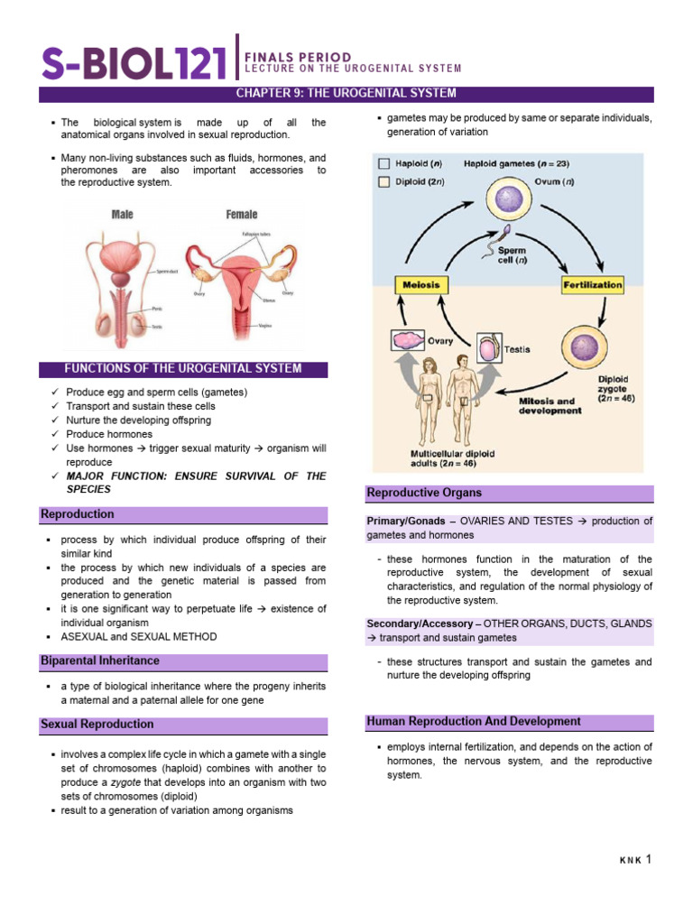Transes Urogenital System - Human | PDF | Luteinizing Hormone ...