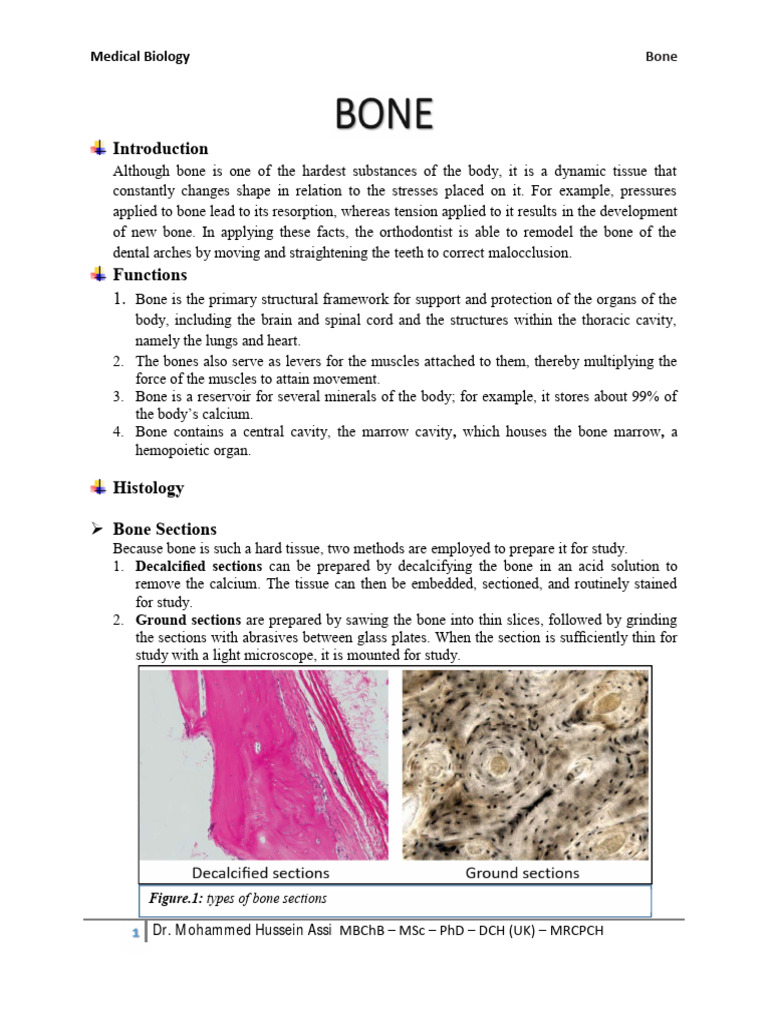 Detailed Histology of Bone | PDF