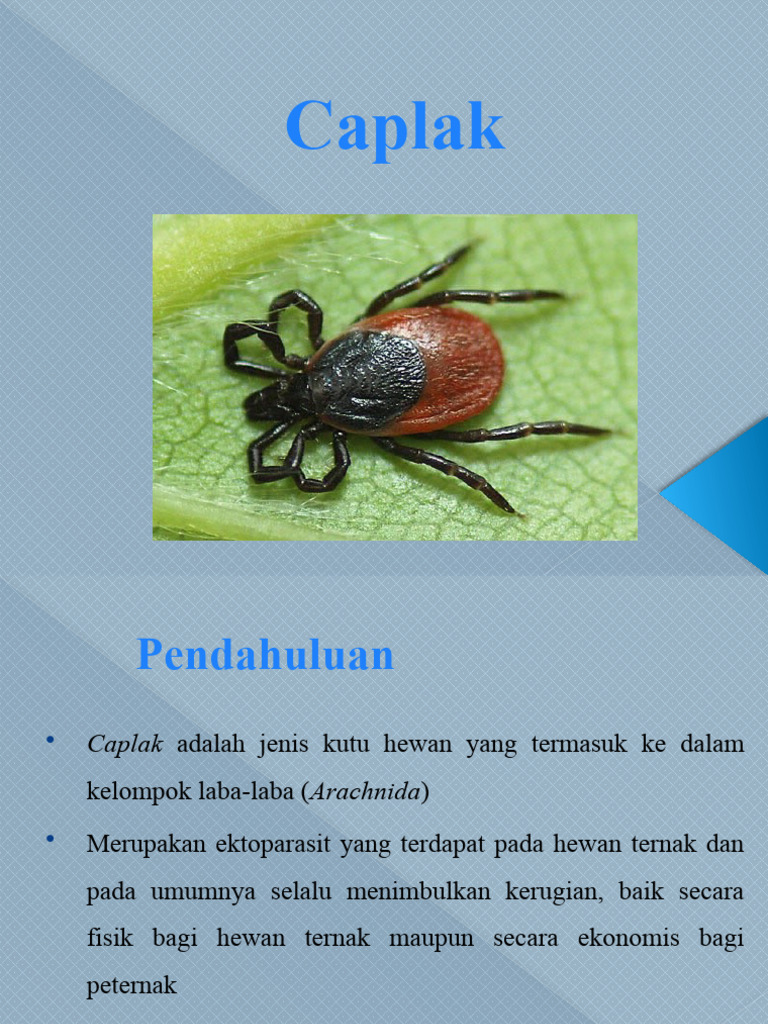 Caplak | PDF | Sains & Matematika