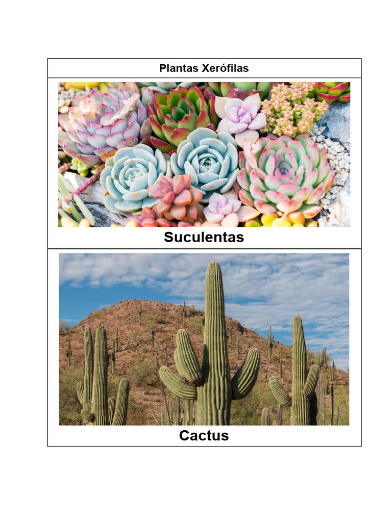 Tipos de Plantas Xerófilas e Hidrófilas | PDF