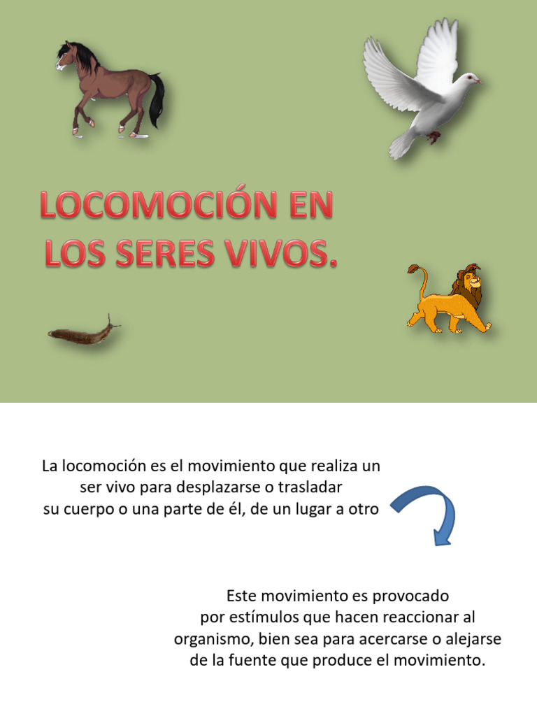 Sistema Locomotor | PDF | Esqueleto | Anatomía