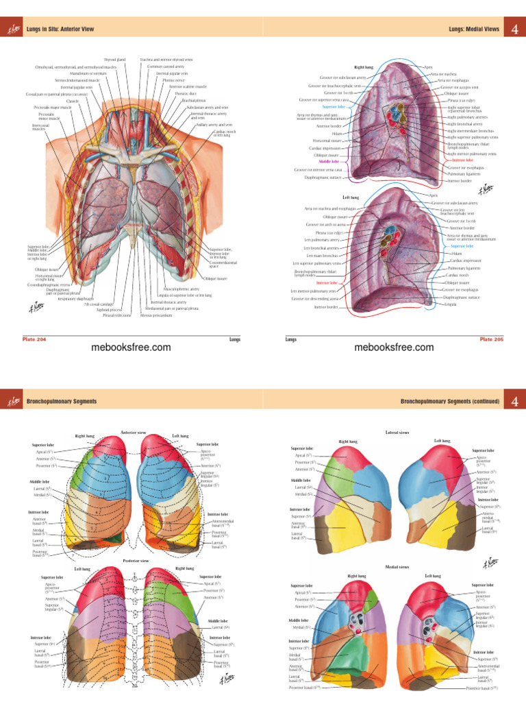 Lungs in Situ: Anterior View Lungs: Medial Views: Right Lung | PDF