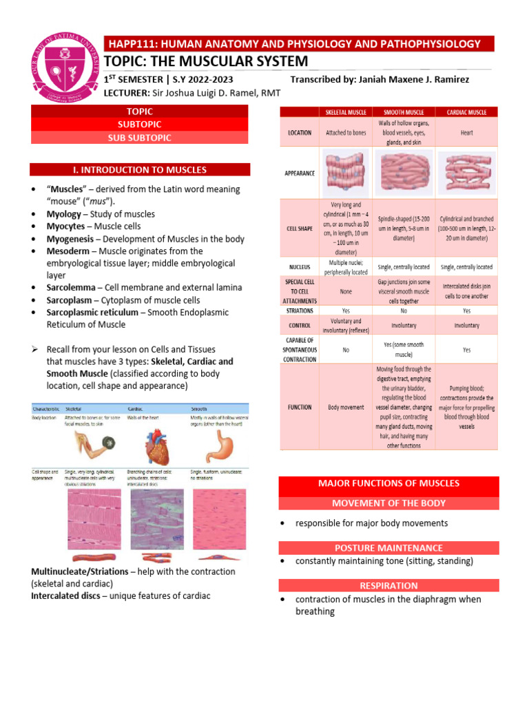 Lesson 1 - The Muscular System | PDF | Wellness