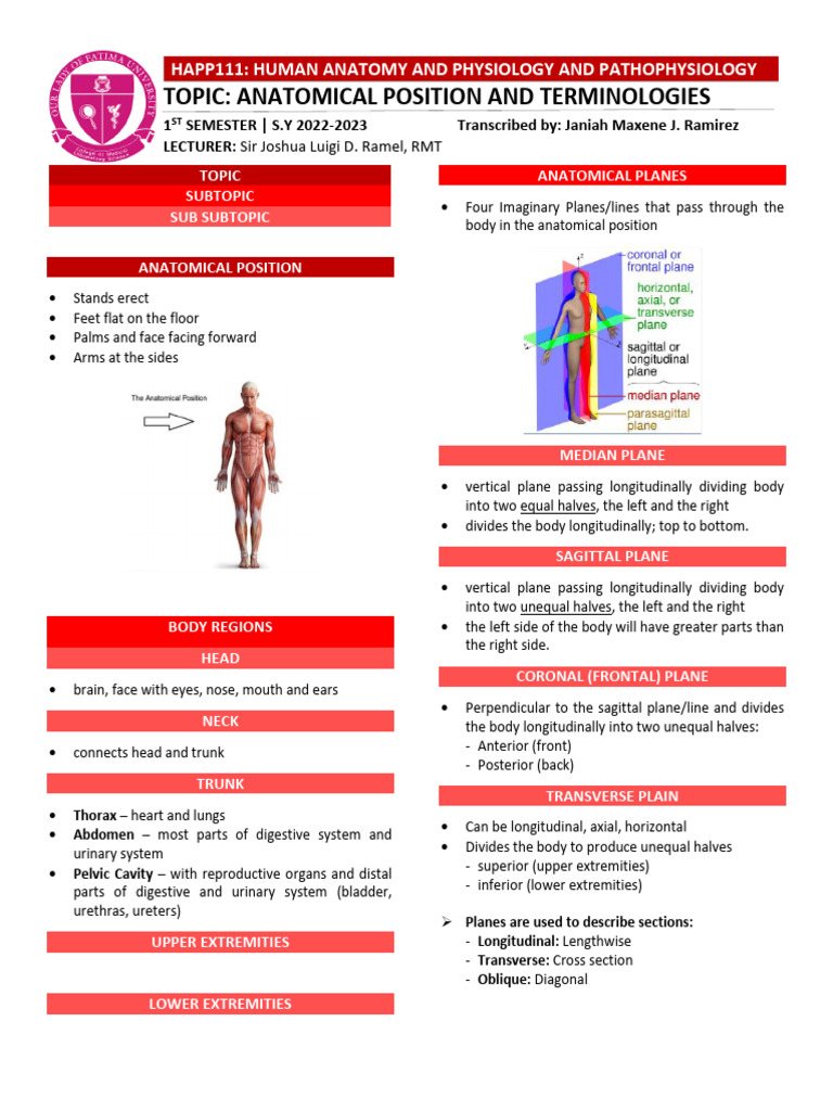 Lesson 2 Anatomical Position and Terminologies | PDF | Anatomical Terms ...