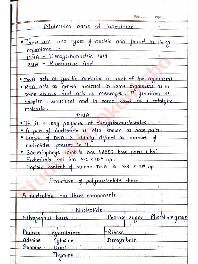 Molecular Basis of Inheritance | PDF | Arte
