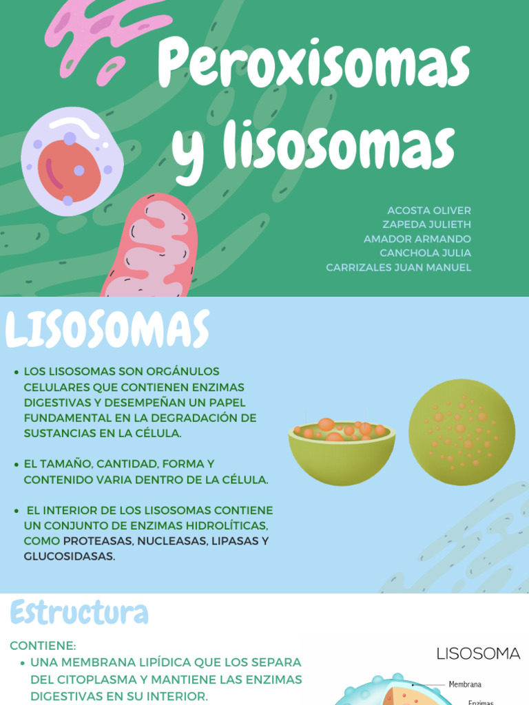 Peroxisomas y Lisosomas | PDF