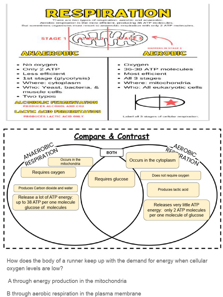 Aerobic Vs Anaerobic Respiration | PDF