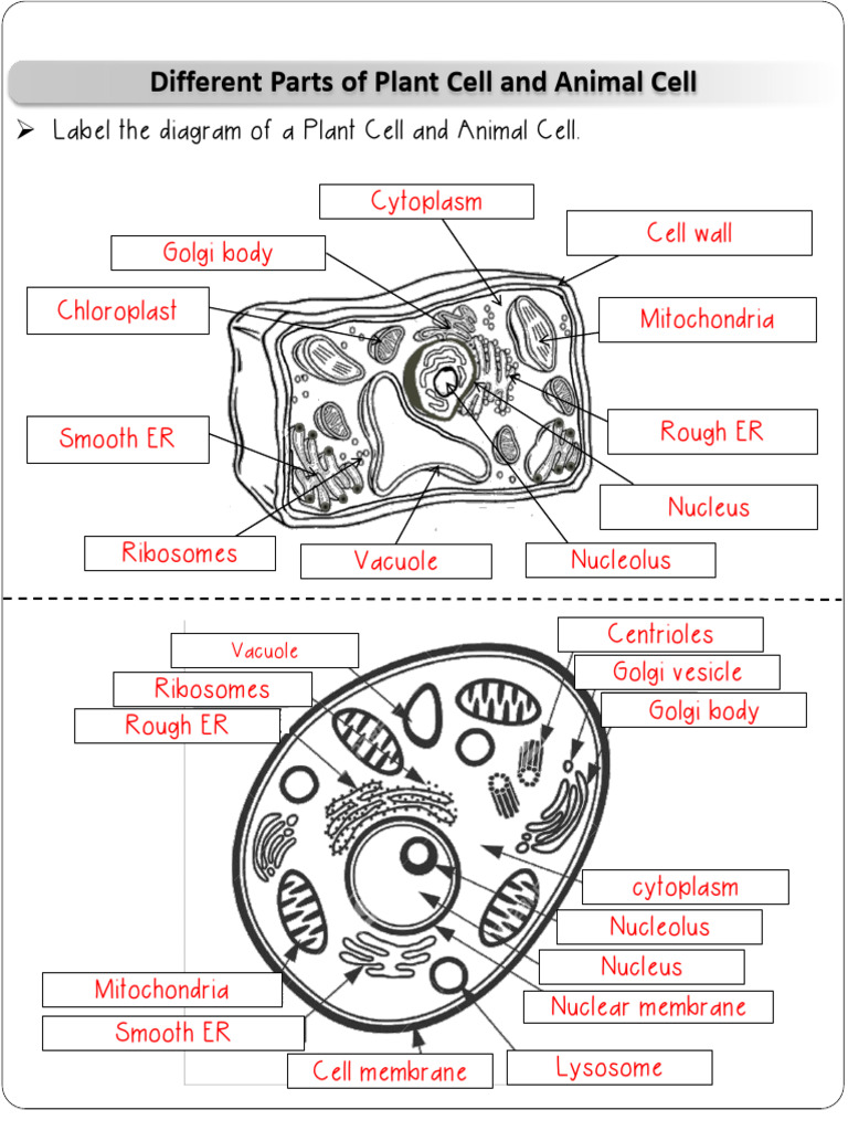 Labeling Plant And Animal Cells Worksheets