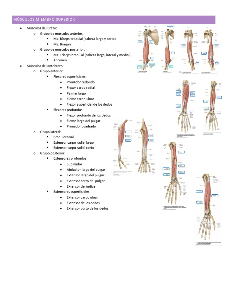 Músculos del Miembro Superior | PDF | Tejido suave | Anatomía humana