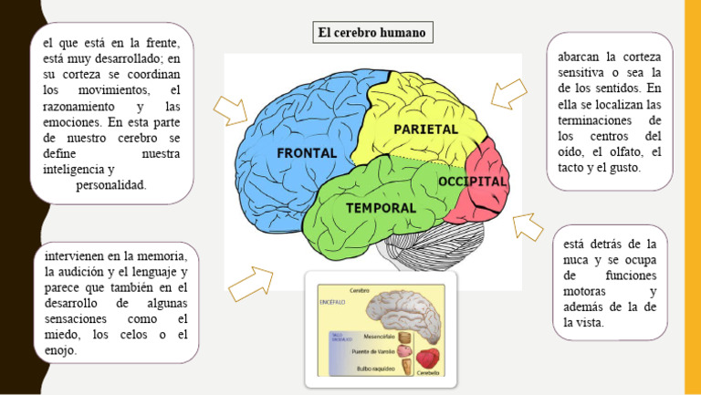 Cerebro y Sus Partes | PDF