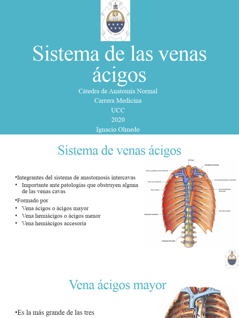 Sistema de Venas Ácigos y Conducto Torácico | PDF | Hogar, jardinería y ...