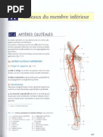 Vascularisation du membre inférieur | PDF | Main | Jambe humaine