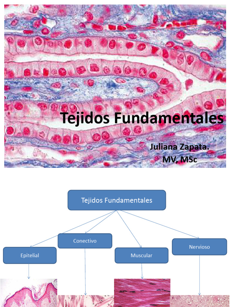 Repaso Tejidos Fundamentales | PDF | Epitelio | Histología