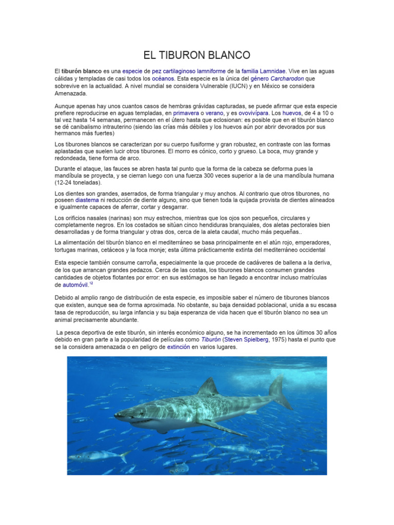 Información sobre el tiburón blanco | PDF | Gran tiburón blanco | Tiburones