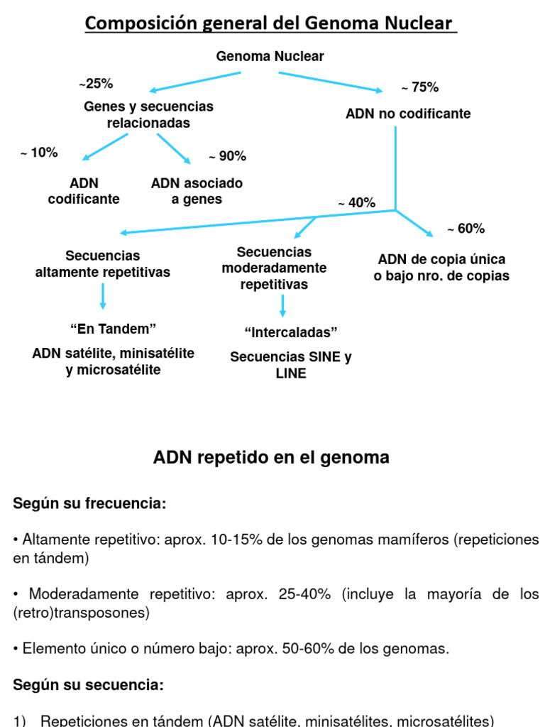 Organización Del Genoma Humano - 2 | PDF | Polimorfismo de nucleótido ...