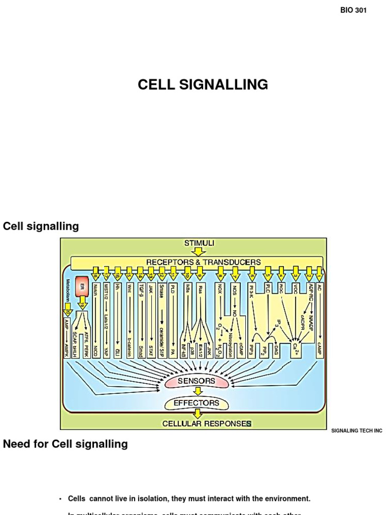 Cell Signalling Basics | PDF | Cell Signaling | Hormone