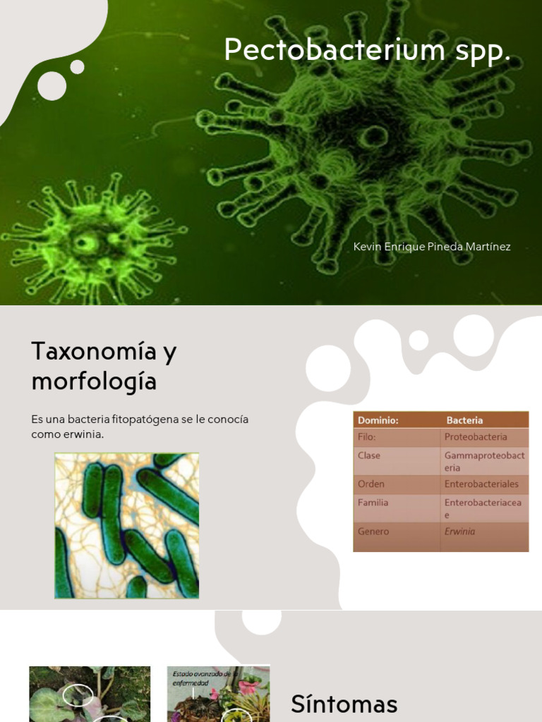 Pectobacterium SPP | PDF