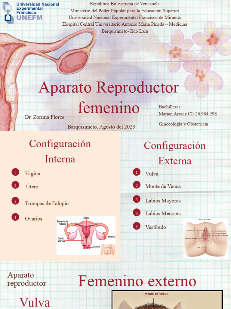 Estructura del Aparato Reproductor Femenino | PDF | Labios | Vagina