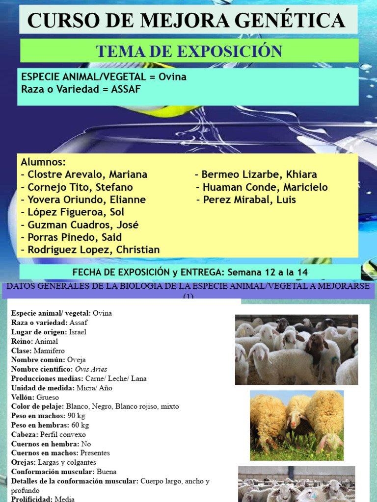 Ovino Assaf | PDF | Oveja | Gene