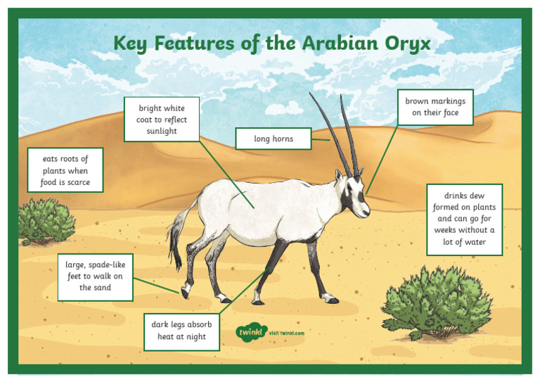 Ui2 SC 19 Arabian Oryx Adaptations A4 Display Poster | PDF