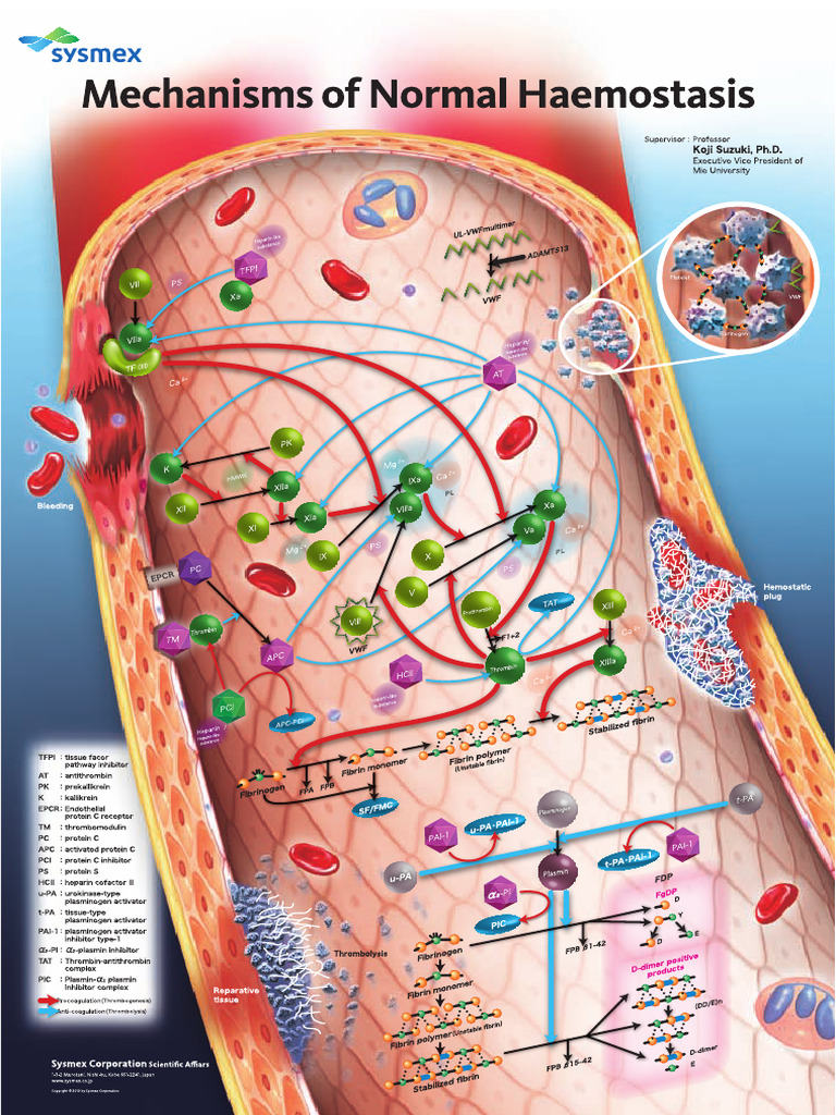 Mechanisms of Normal Haemostasis 850x600mm - EN | PDF