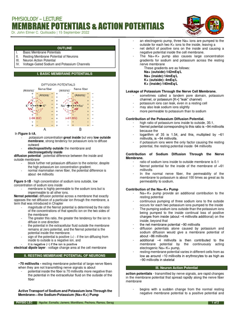 PhysioLec 5 Membrane Potentials - Action Potentials (Dr. Quilisadio) | PDF | Membrane Potential ...