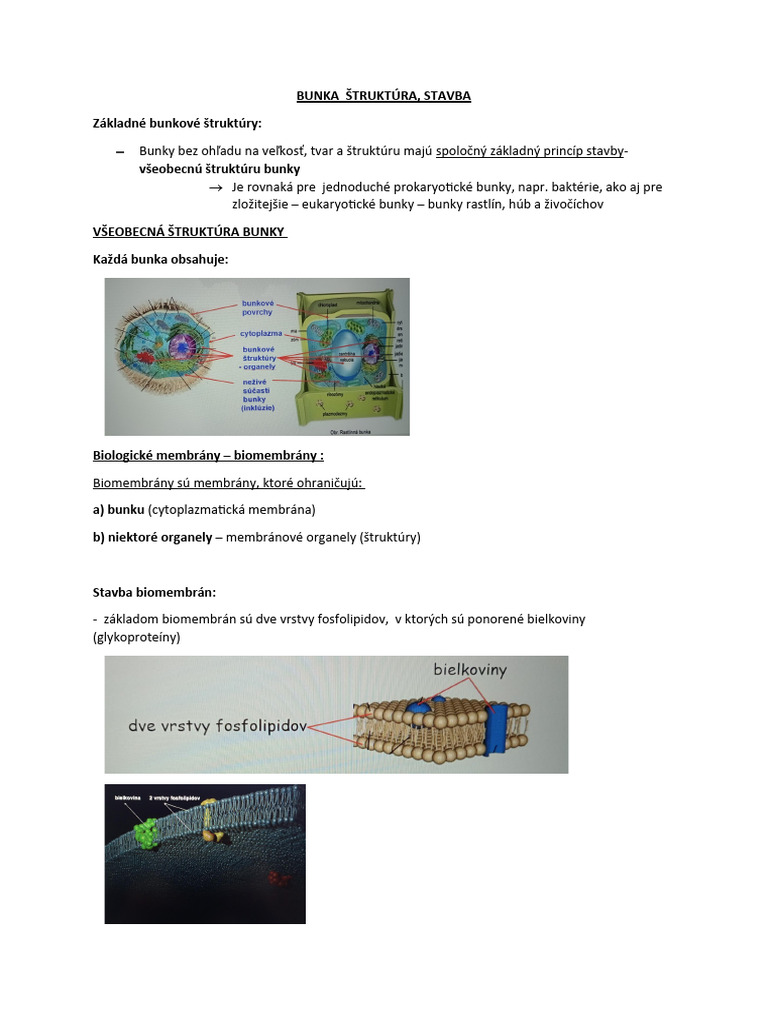 BUNKA ŠTRUKTÚRA (1) | PDF