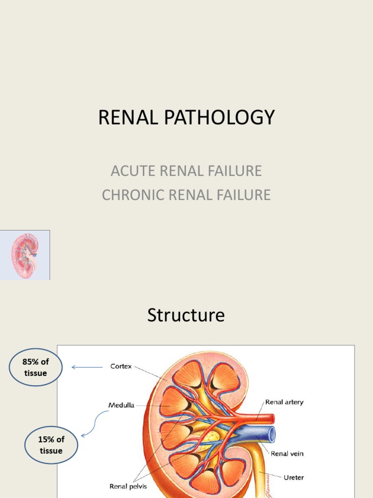 Renal Pathology | PDF | Kidney | Renal Function