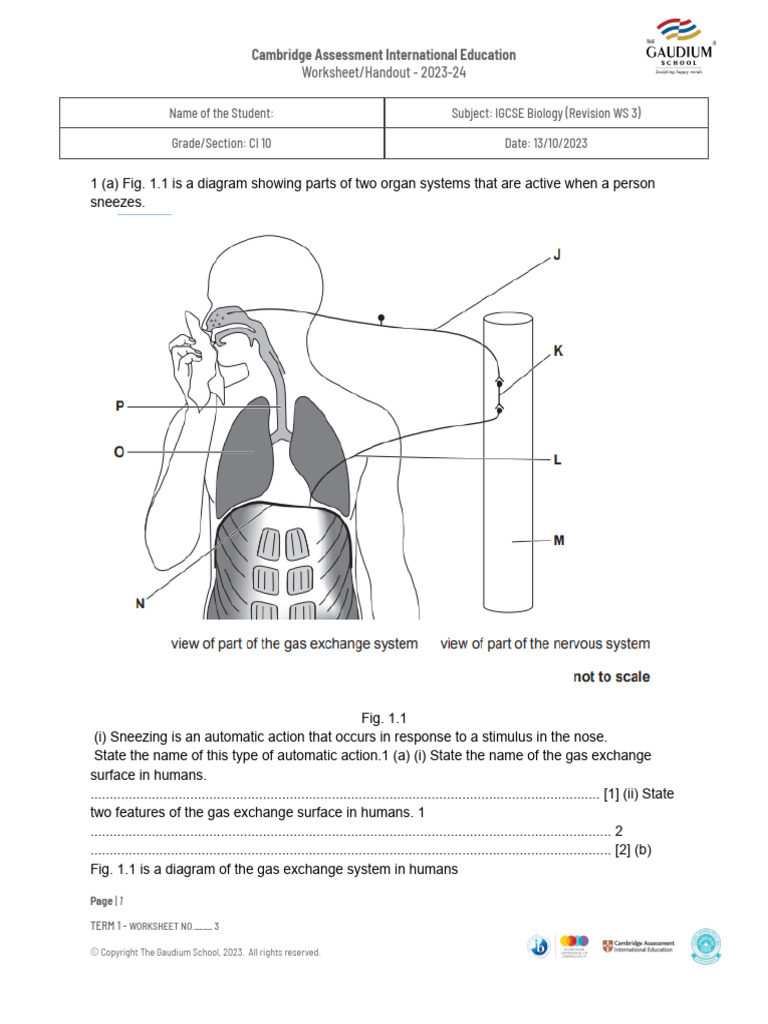 CI 10 - Revision - WS 3 (Diseases and Immunity - Gas Exchange in Humans ...