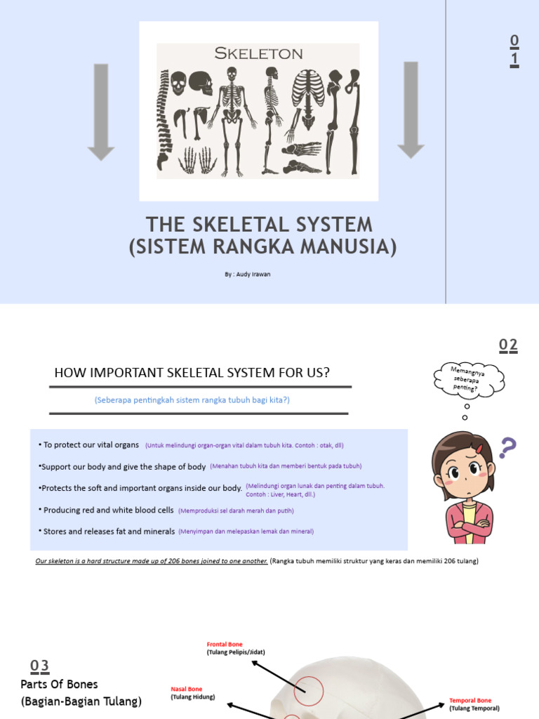 The Skeletal Systems | PDF