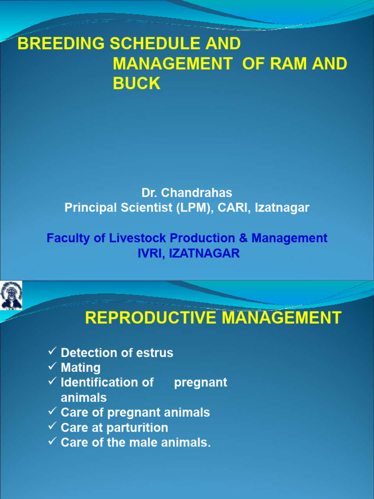 LPM-UNIT-III-16 Breeding Ram Buck | PDF | Sheep | Goat