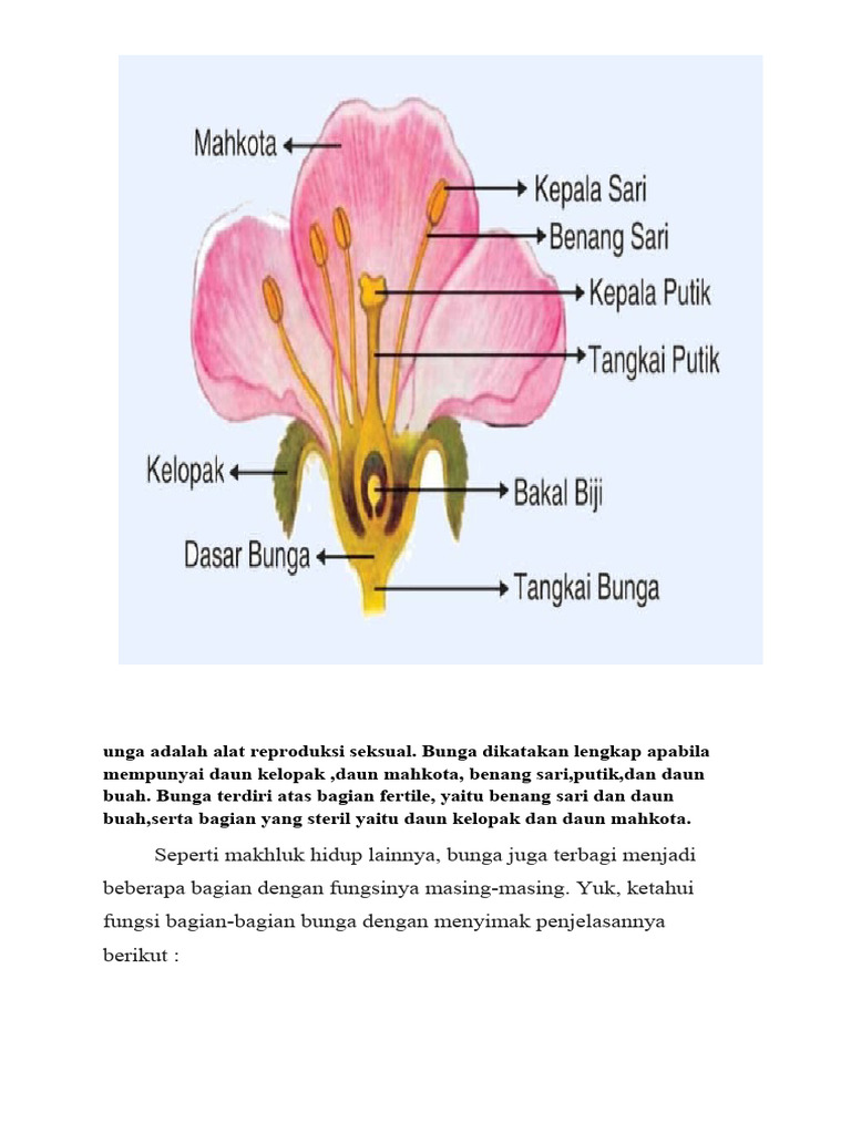 Fungsi Bagian-Bagian Bunga Secara Lengkap | PDF | Sains & Matematika