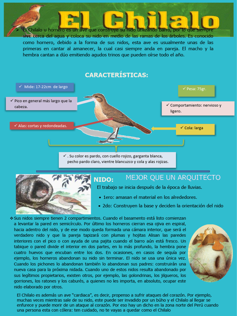 Chilalo Pdf Aves Holarctic Ornitología