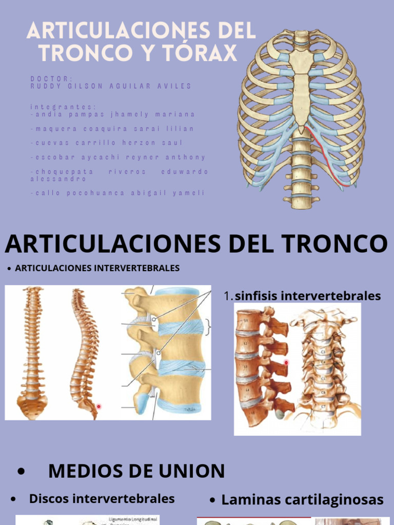 Articulaciones Del Tronco y Tórax | PDF | La columna vertebral | Vértebra