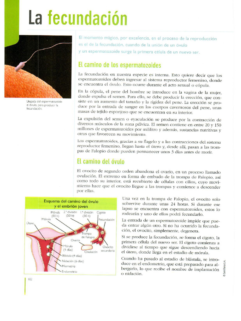 FECUNDACIÓN | PDF