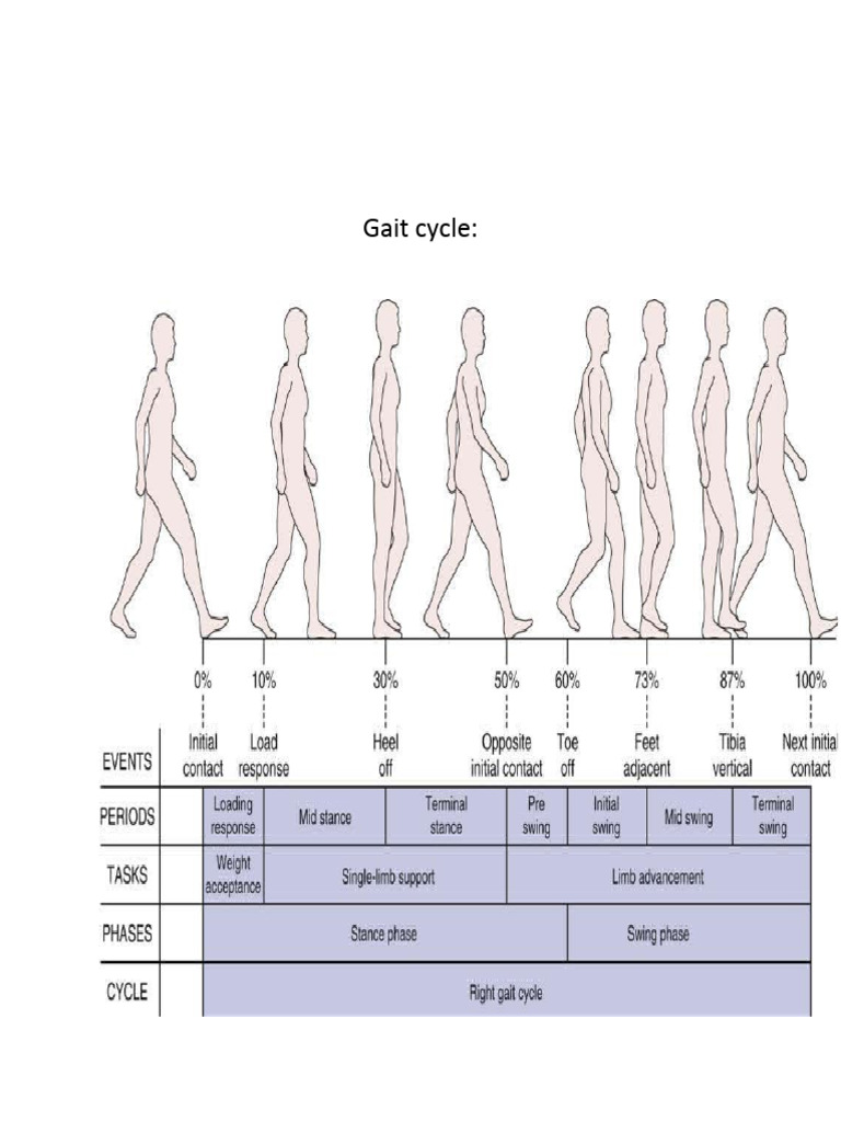 Gait Cycle | PDF | Human Leg | Anatomical Terms Of Motion