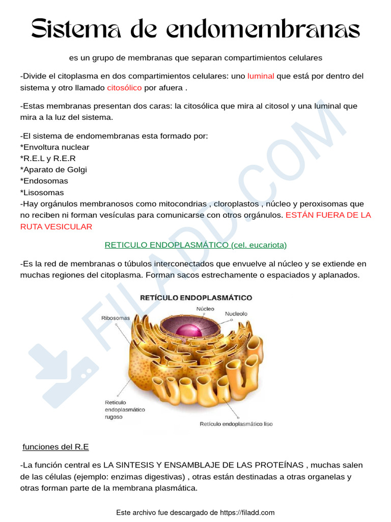 Sistema De Endomembranas PPT - Sistema de Endomembranas PowerPoint ...