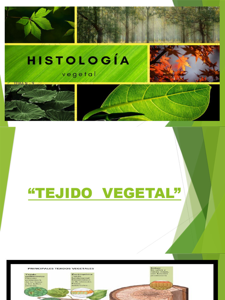 Tema 9 - Histologia Vegetal | PDF