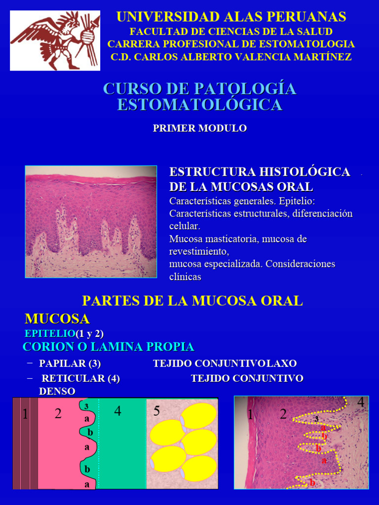 Mucosa Oral | PDF | Epitelio | Membrana mucosa