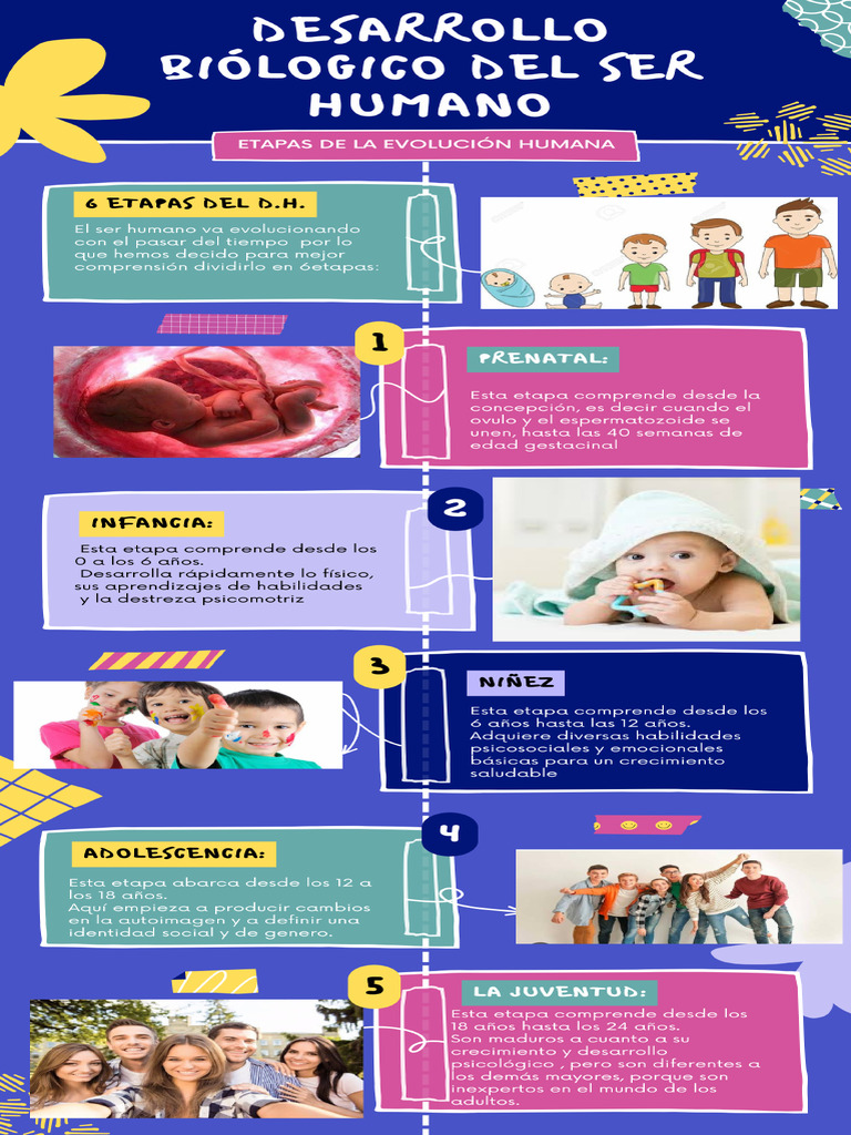 Desarrollo Biológico Del Ser Humano | PDF