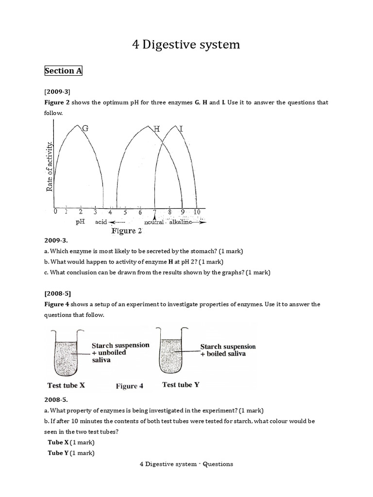 04 Digestive System | PDF | Digestion | Polysaccharide
