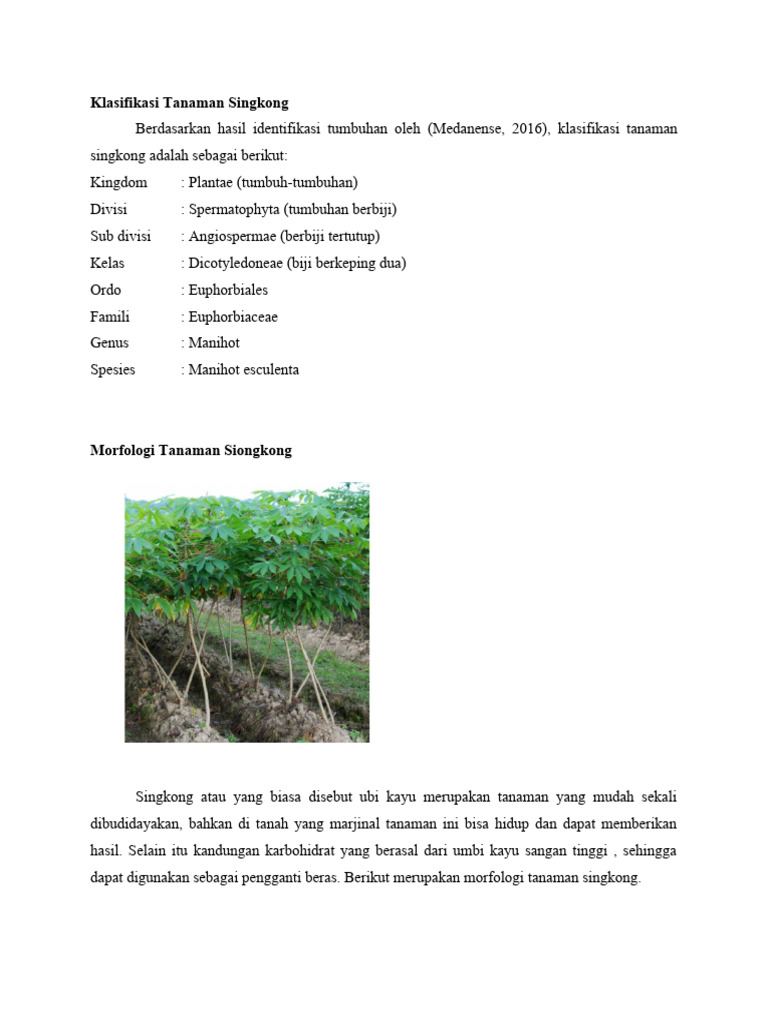 Klasifikasi dan Morfologi Singkong | PDF | Sains & Matematika