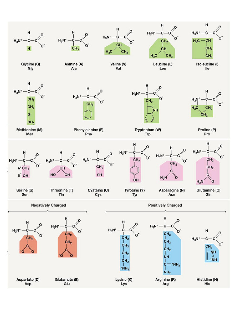 Amino Acid Table bIOL 112 | PDF