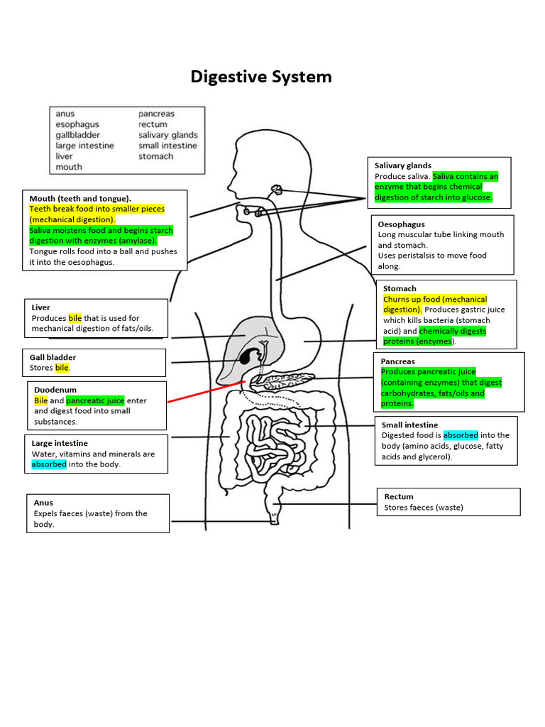 8.5 Digestive System Diagram ANSWERS | PDF