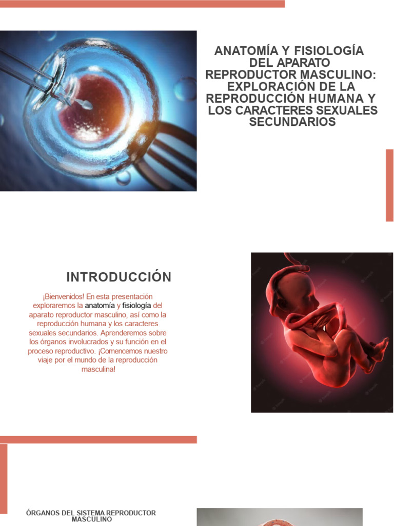 Anatomia-Y-Fisiologia-Del-Aparato-Reproductor-Masculino-Exploracion-De-La-Reproduccion-Humana (1 ...