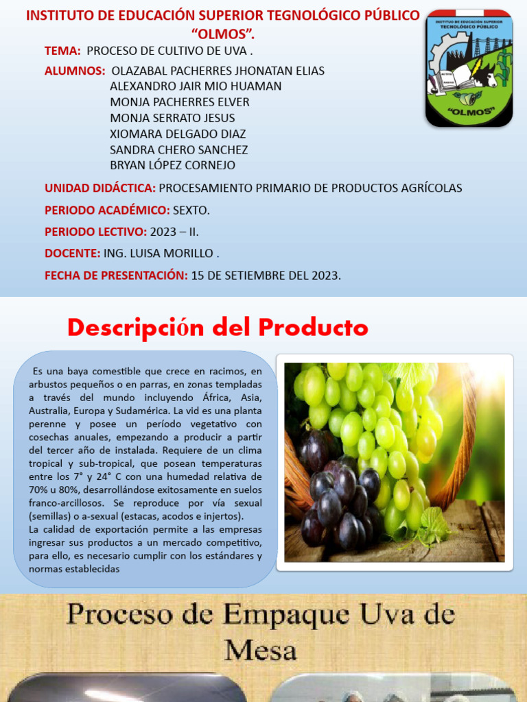 Proceso de Cultivo de Uva | PDF | Uva | Vino